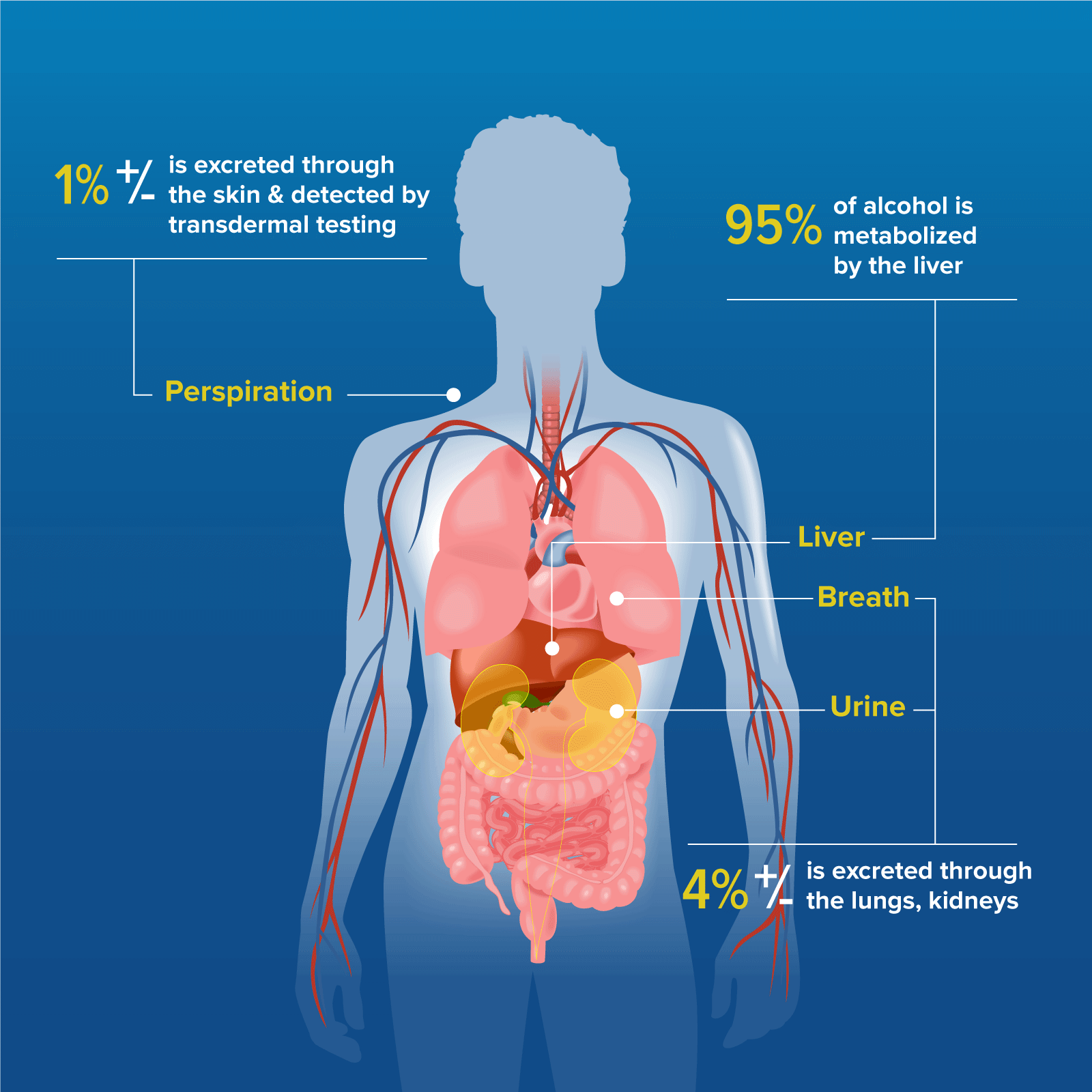 Transdermal Alcohol Technology - SCRAM Systems of Illinois Transdermal Alcohol Technology - SCRAM Systems of Illinois